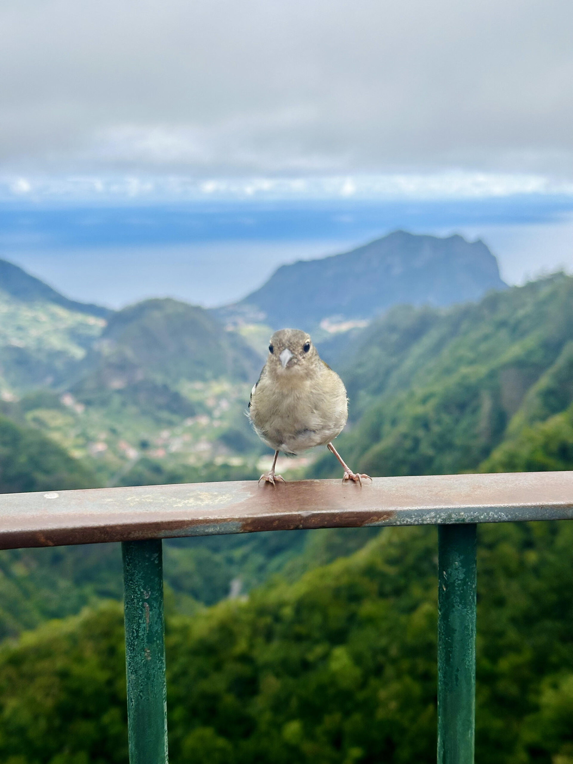 Madeira PR Trails: Highlights from PR1, PR6, PR8 & PR11 Hikes